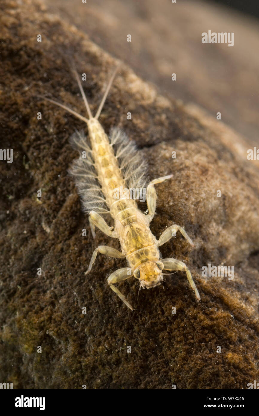 Potamanthidae hi-res stock photography and images - Alamy