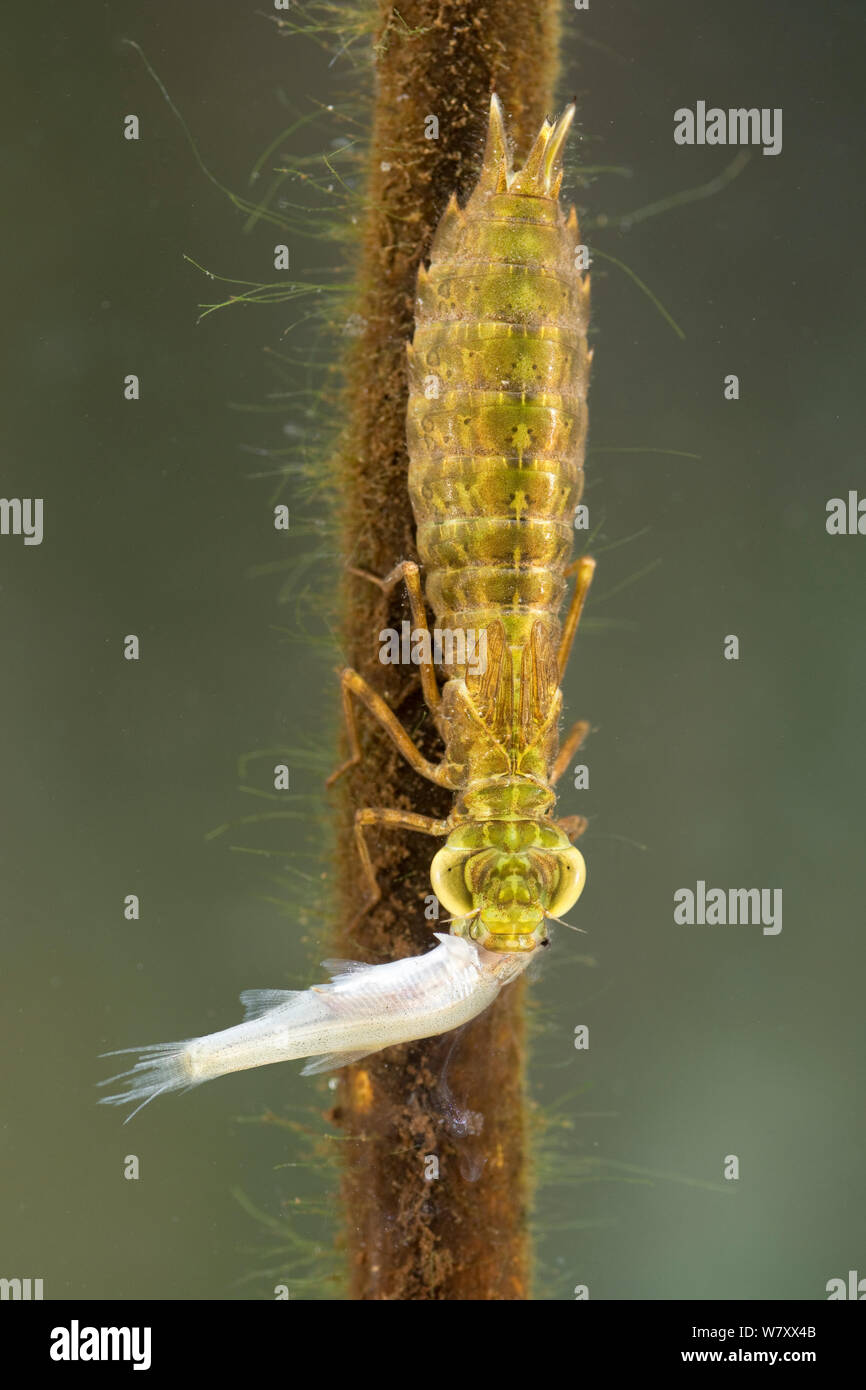 Darner dragonfly (Anax sp) nymph feeding on small fish, Europe, August ...