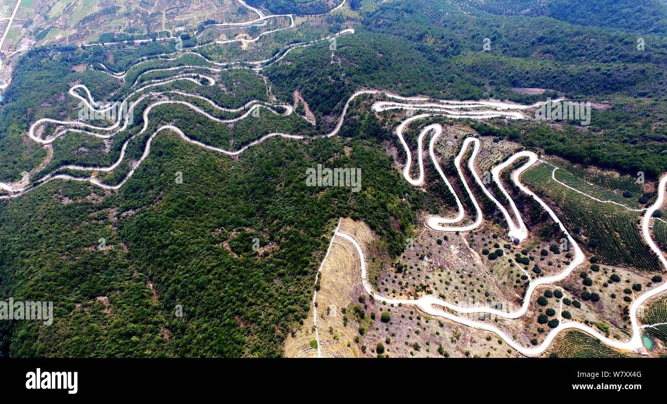 Aerial view of a zigzag mountain road leading to a tea plantation in ...