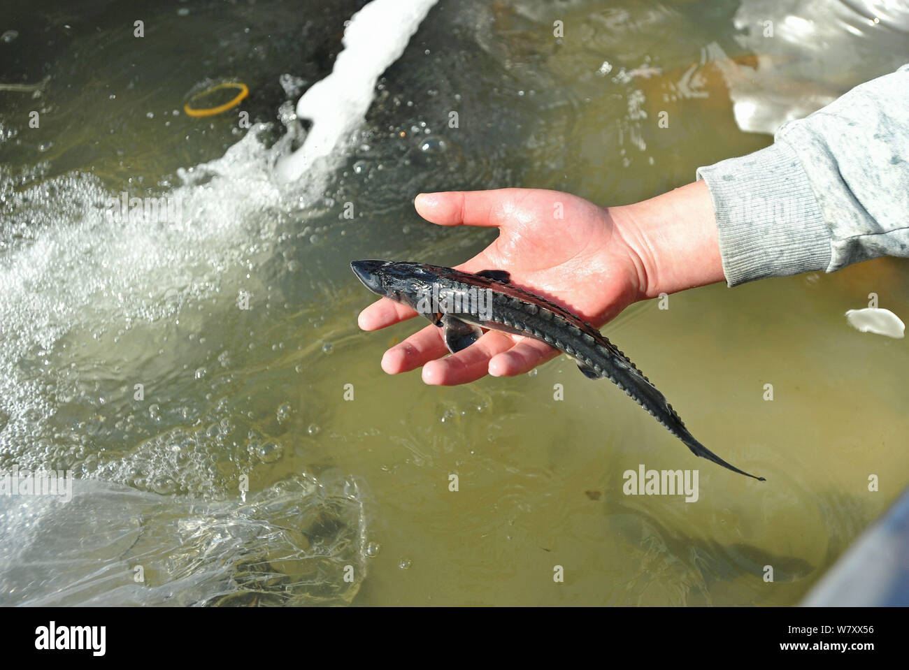 A Chinese sturgeon is being released into the Yangtze River in Wuhan ...