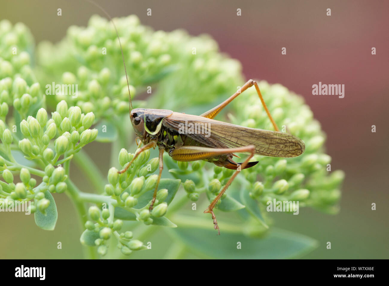 Roesel's Bush-cricket, insect, cricket, Metrioptera roeselii, form ...
