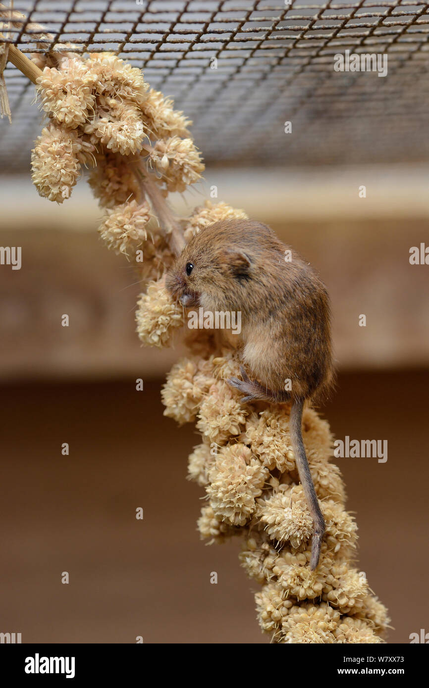 Young Harvest mouse (Micromys minutus) feeding on a Millet seed spray ...