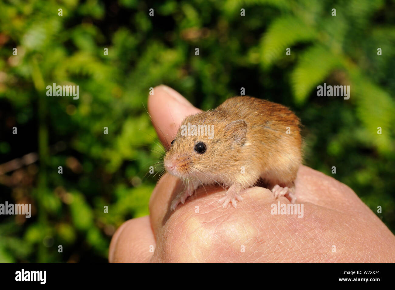 Captive-reared Harvest mouse (Micromys minutus), being released on a ...
