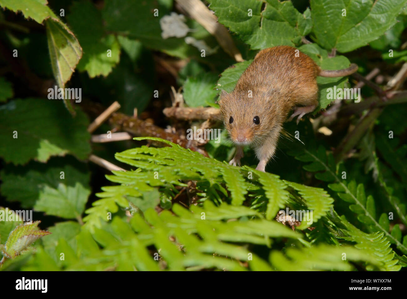 Captive-reared Harvest mouse (Micromys minutus) just released onto ...
