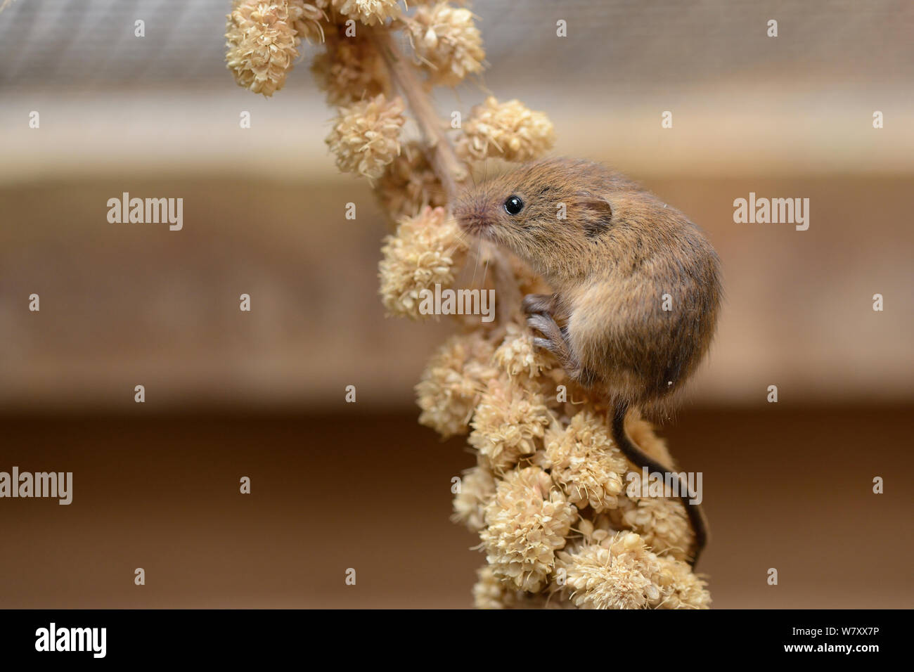 Breeding cage hi-res stock photography and images - Alamy