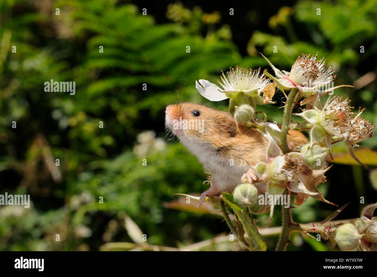 Kilkhampton hi-res stock photography and images - Alamy