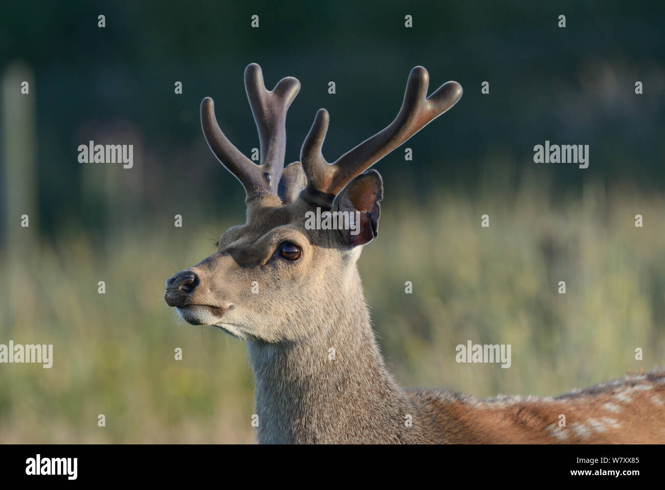 Devon deer hi-res stock photography and images - Alamy