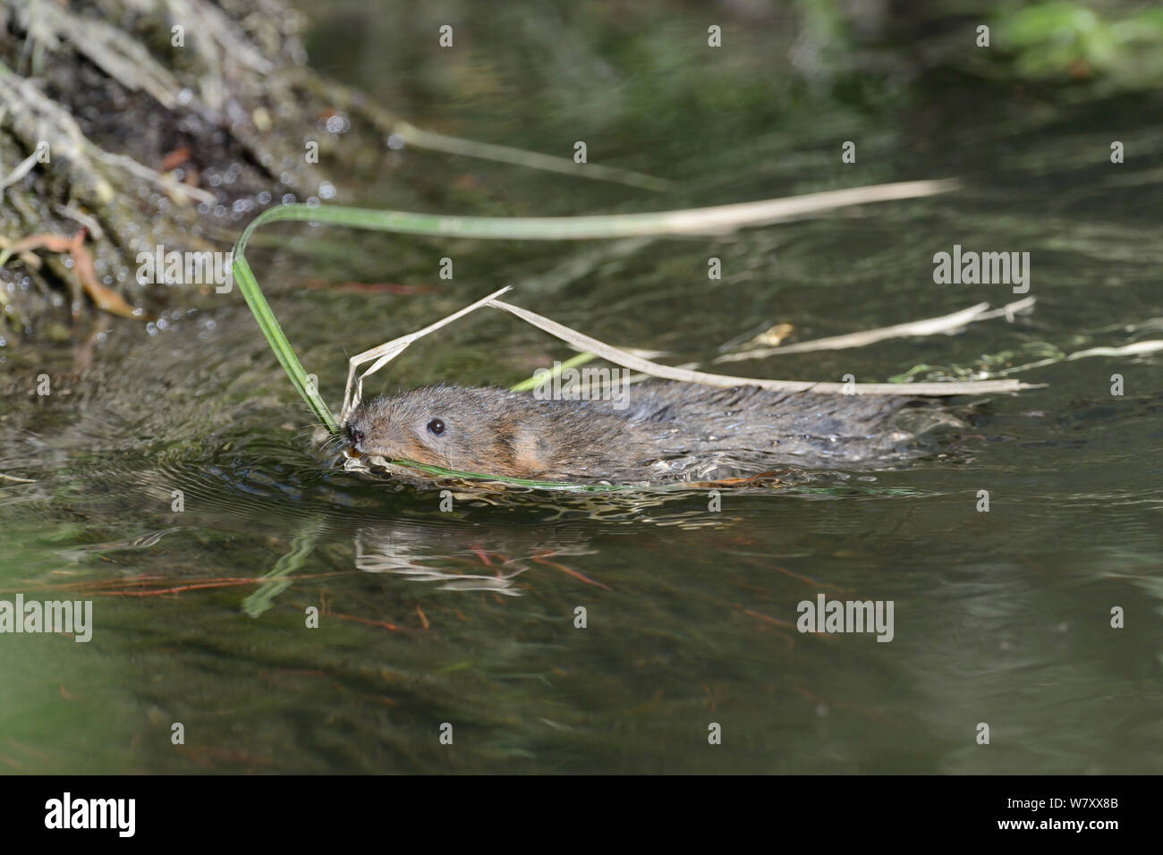 Water Vole Swimming