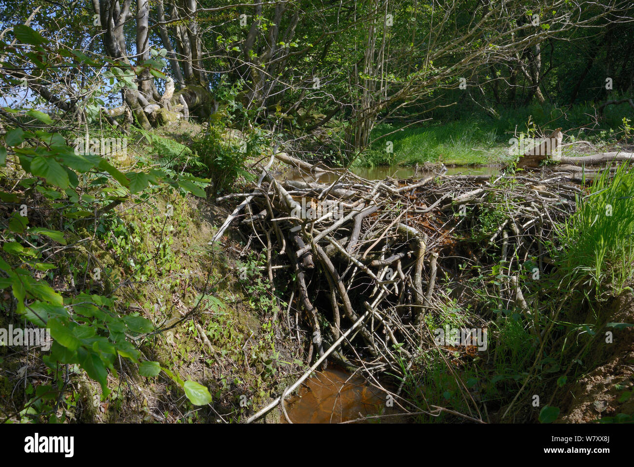 Dam of cut and gnawed branches built by Eurasian beavers (Castor fiber ...