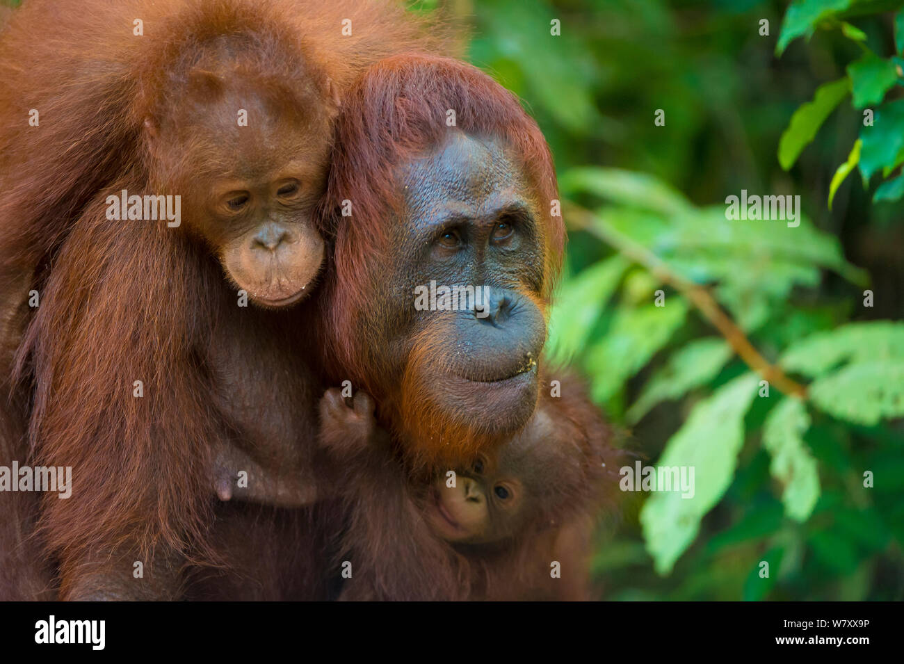 Bornean orangutan (Pongo pygmaeus) mother and babies, Tanjung Puting ...