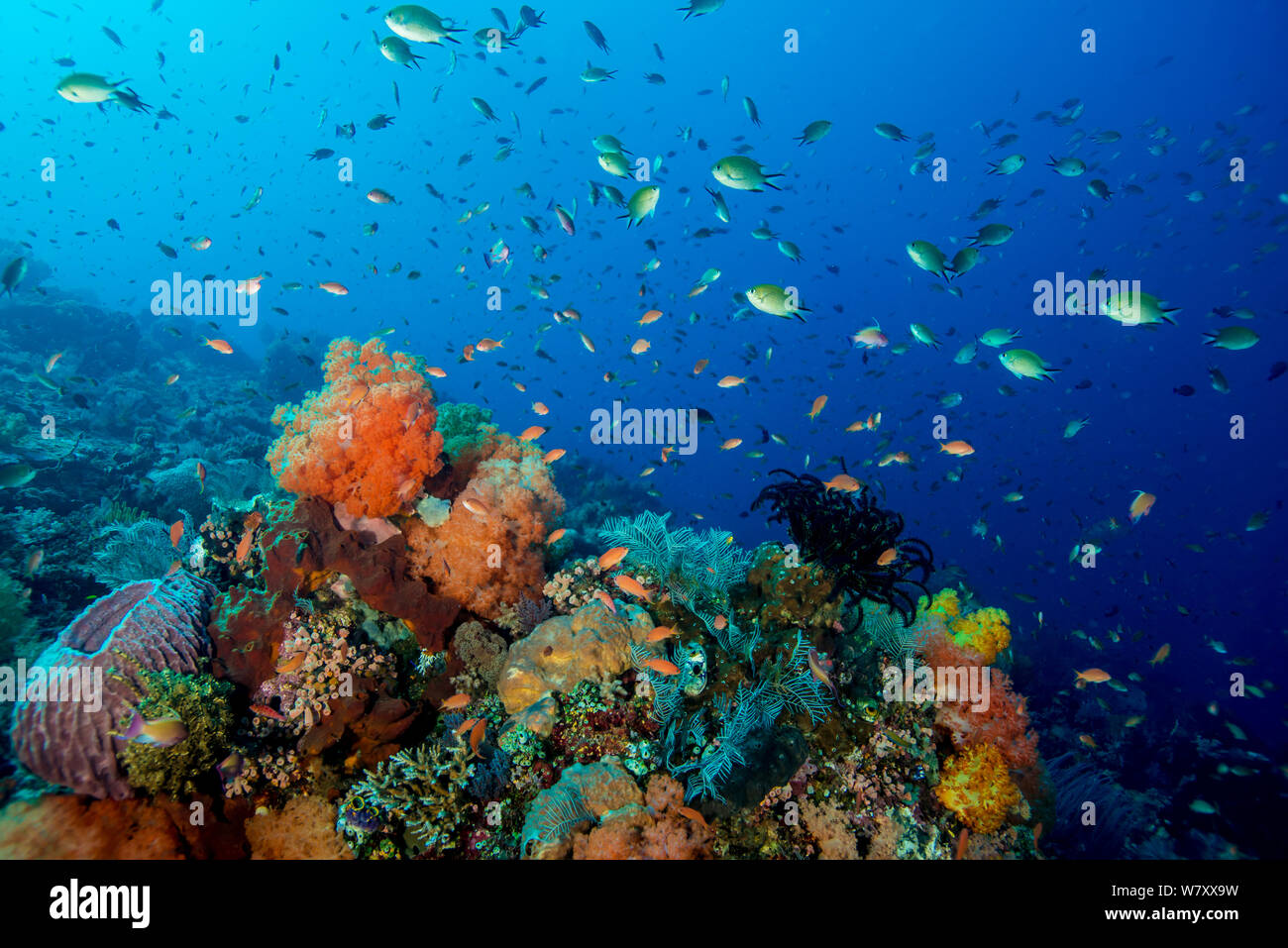 Coral reef with a variety of corals, sponges, echinoderms and fish ...