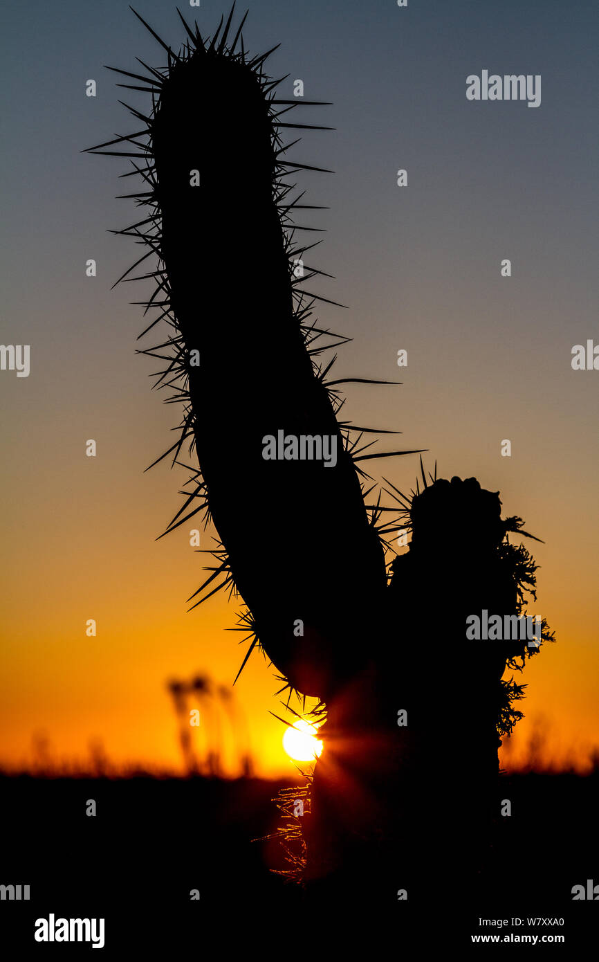 Tall Cactus High Resolution Stock Photography and Images - Alamy