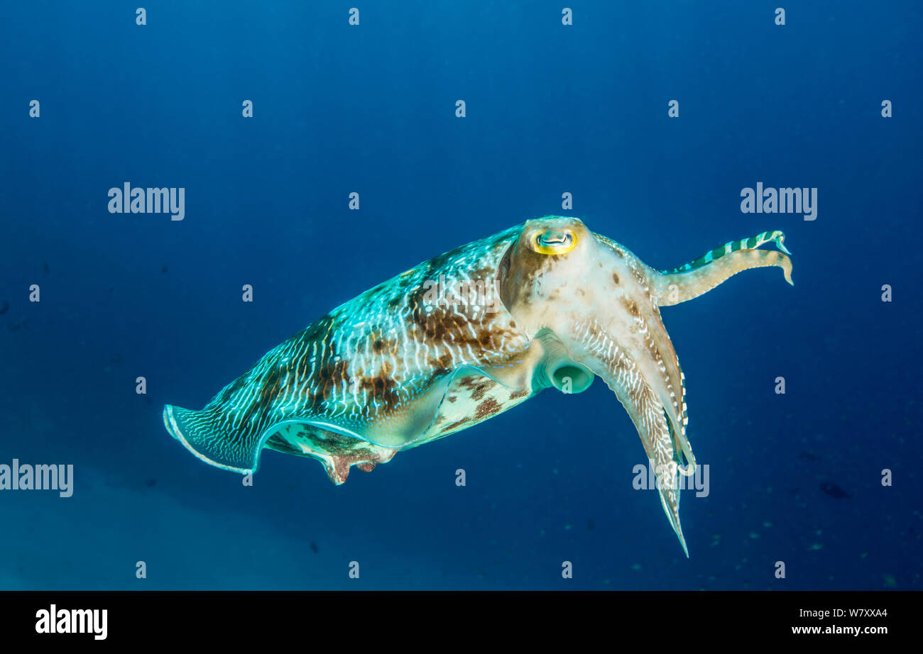 Marine biodiversity hotspots hi-res stock photography and images - Alamy