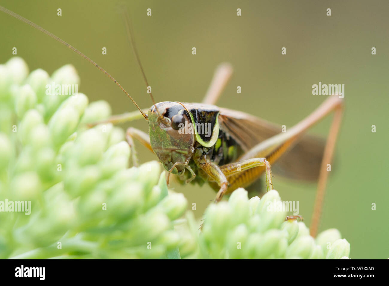 Cricket insect hi-res stock photography and images - Alamy