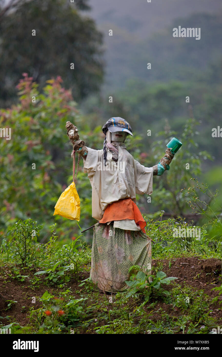 Indian scarecrow hi-res stock photography and images - Alamy