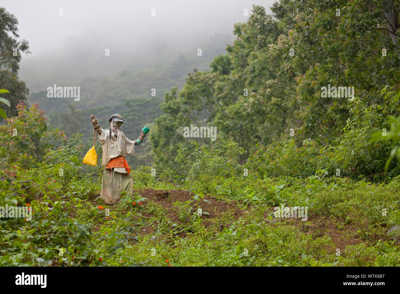 Indian scarecrow hi-res stock photography and images - Alamy
