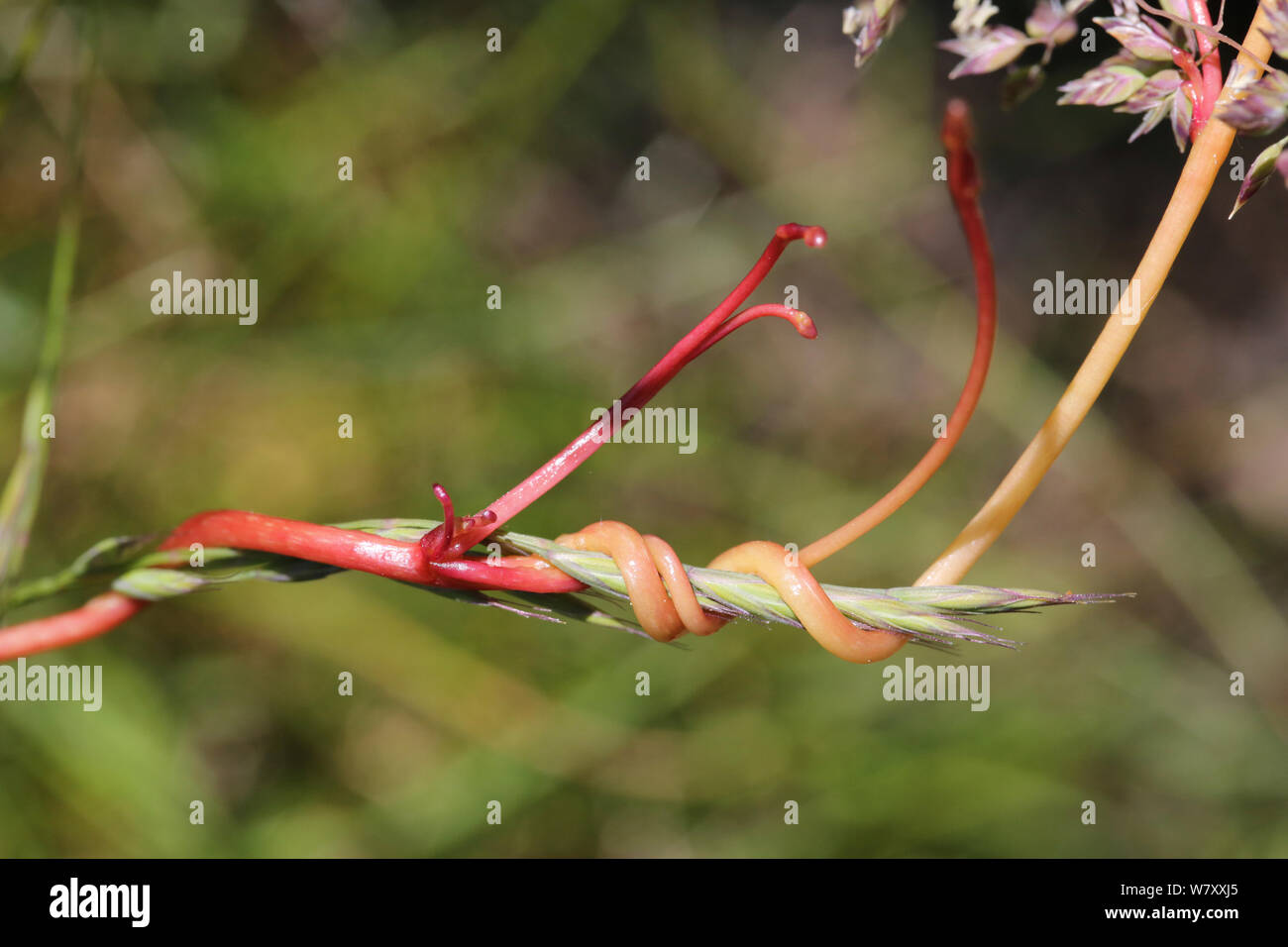 Dodder (Cuscuta sp) climbing up grass stem. France, July Stock Photo ...