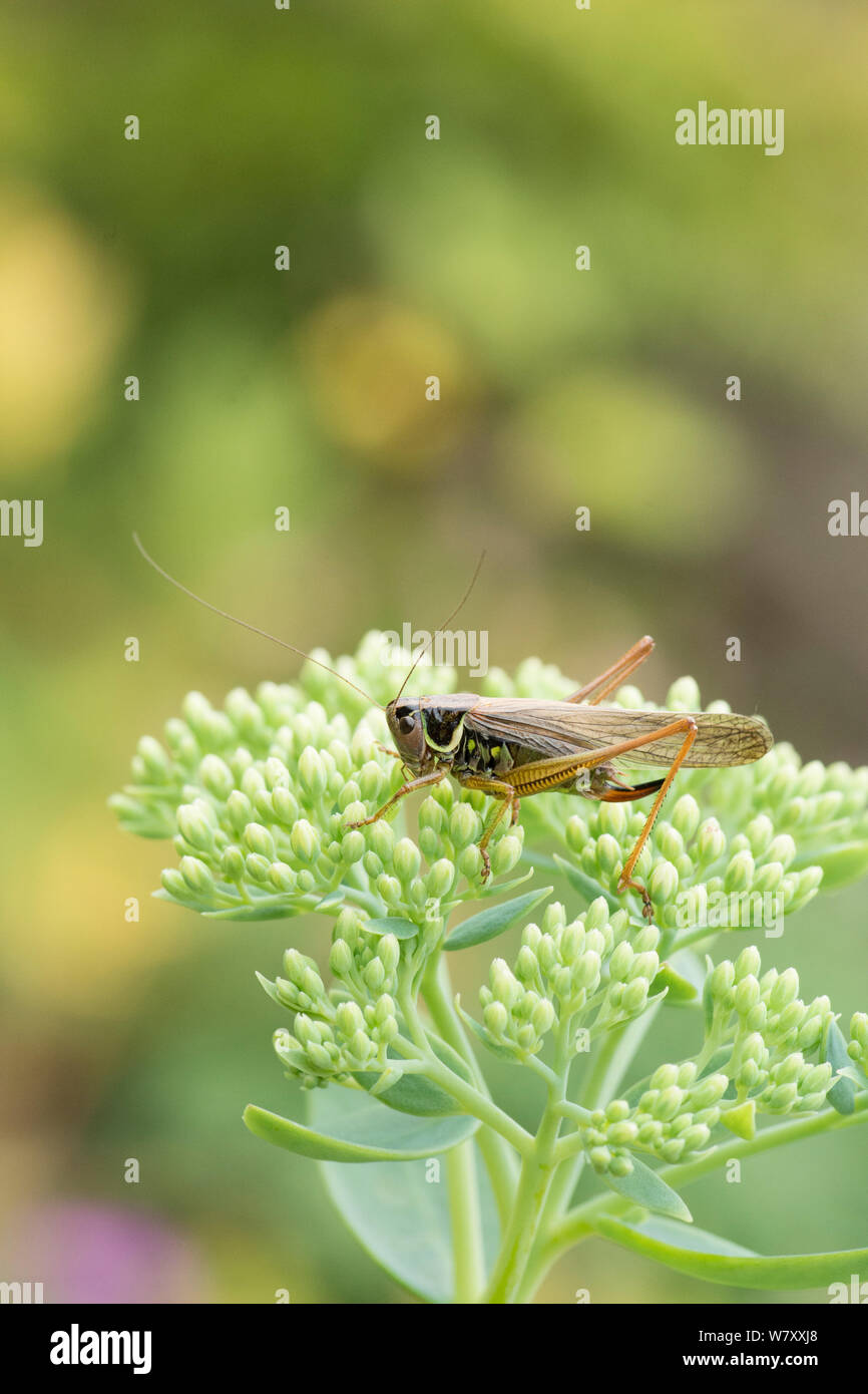 Roesel's Bush-cricket, insect, cricket, Metrioptera roeselii, form ...