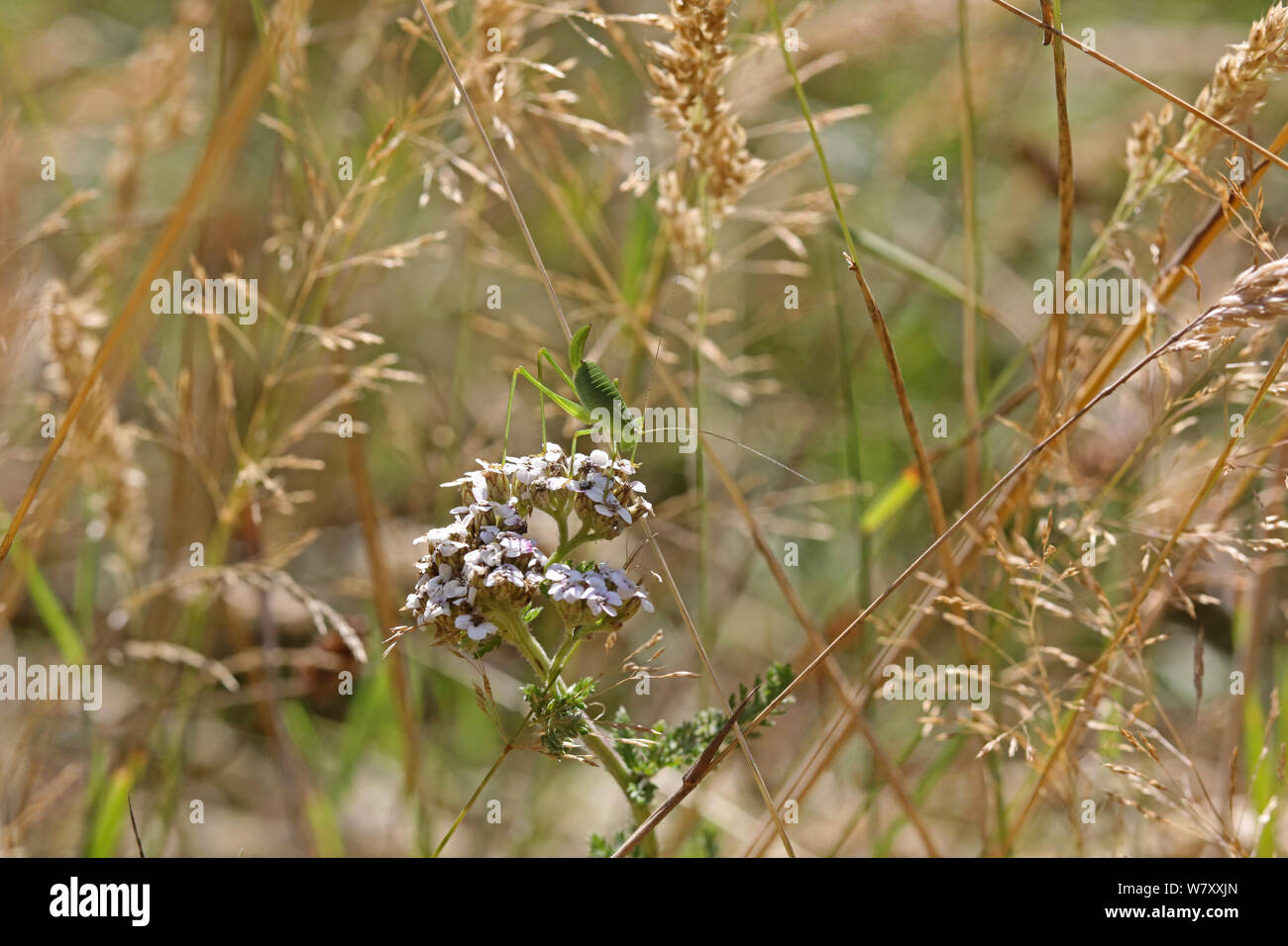 Speckled bush cricket (Leptophyes punctatissima) nymph. Surrey, England ...
