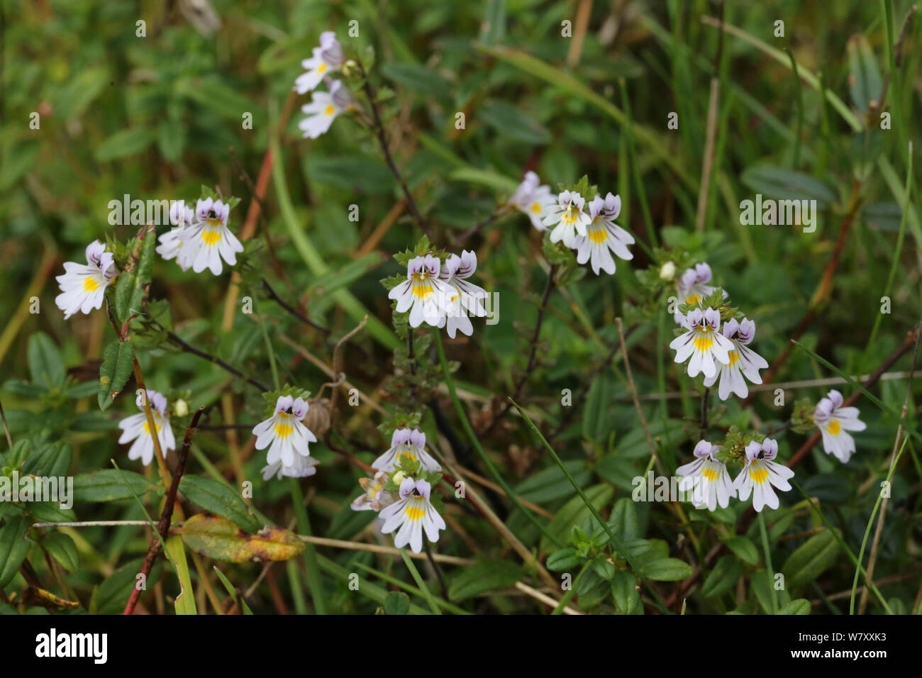 Euphrasia officinalis hi-res stock photography and images - Alamy