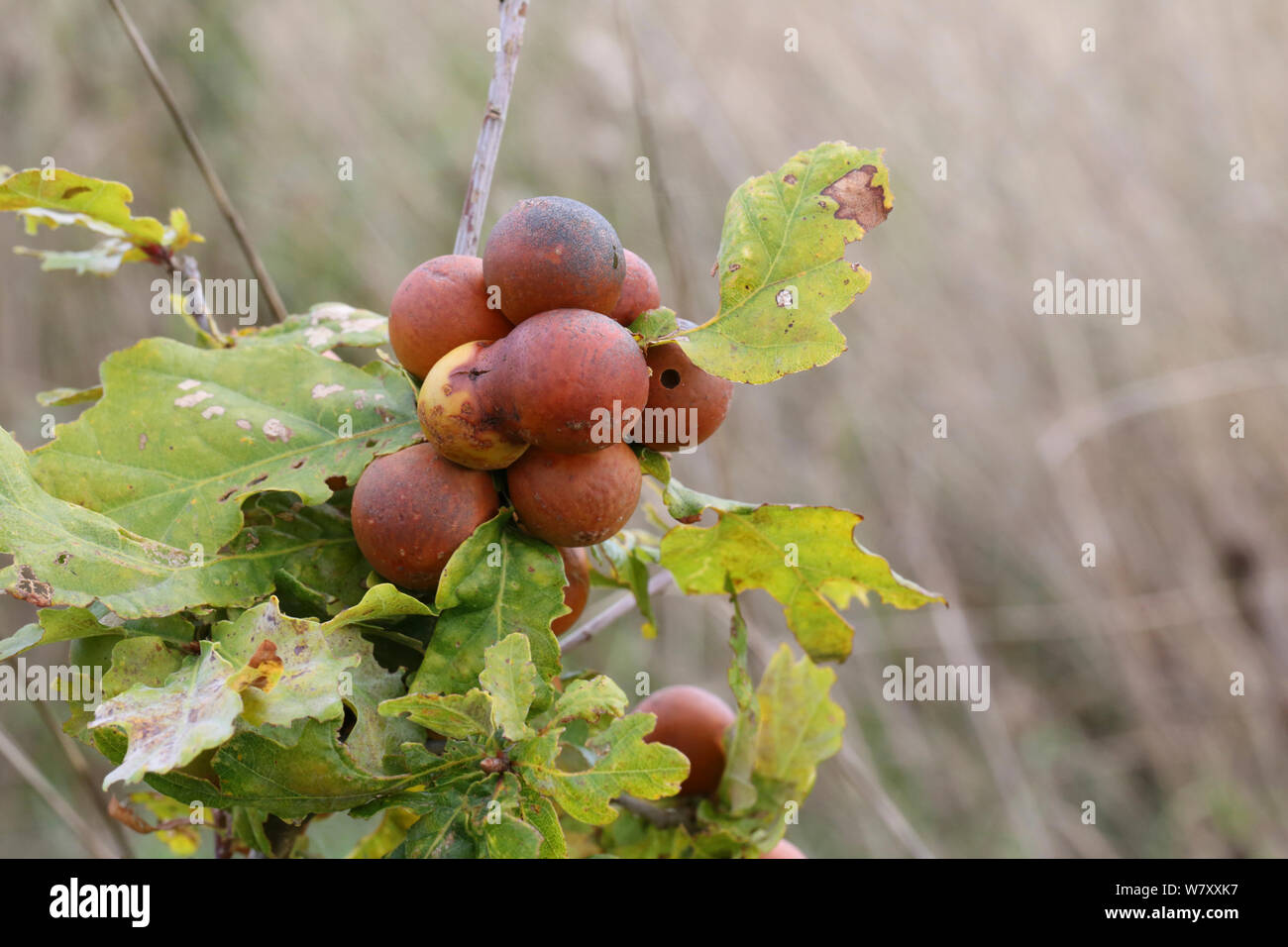 Oak marble-galls caused by Gall wasp (Andricus kollari). Surrey ...