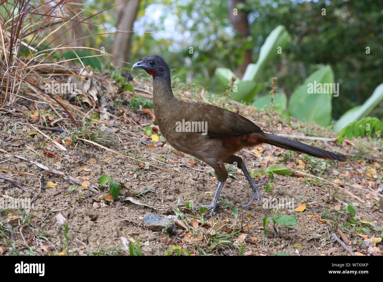 Red tailed chachalaca hi-res stock photography and images - Alamy