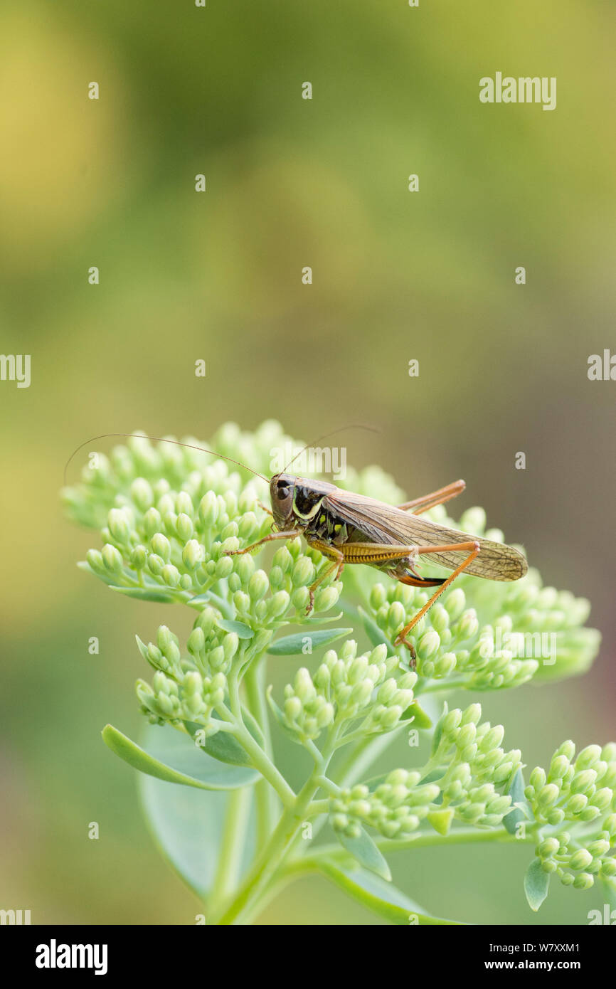 Roesel's Bush-cricket, insect, cricket, Metrioptera roeselii, form ...