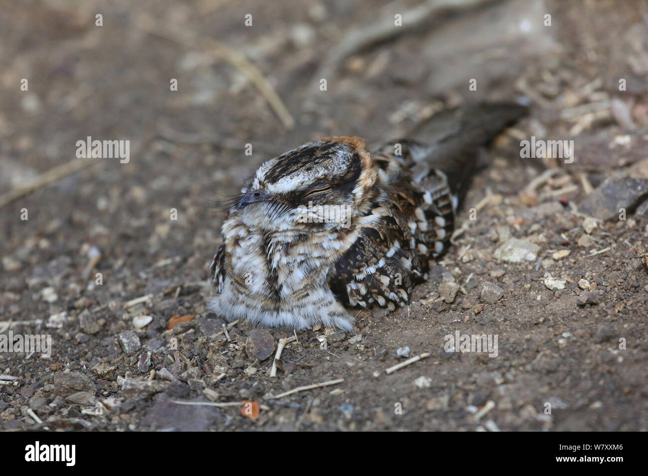 White-tailed nightjar (Caprimulgus cayennensis) resting during daylight ...