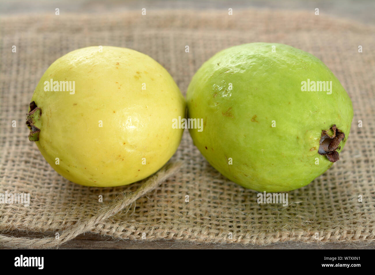 Two green guava hi-res stock photography and images - Alamy