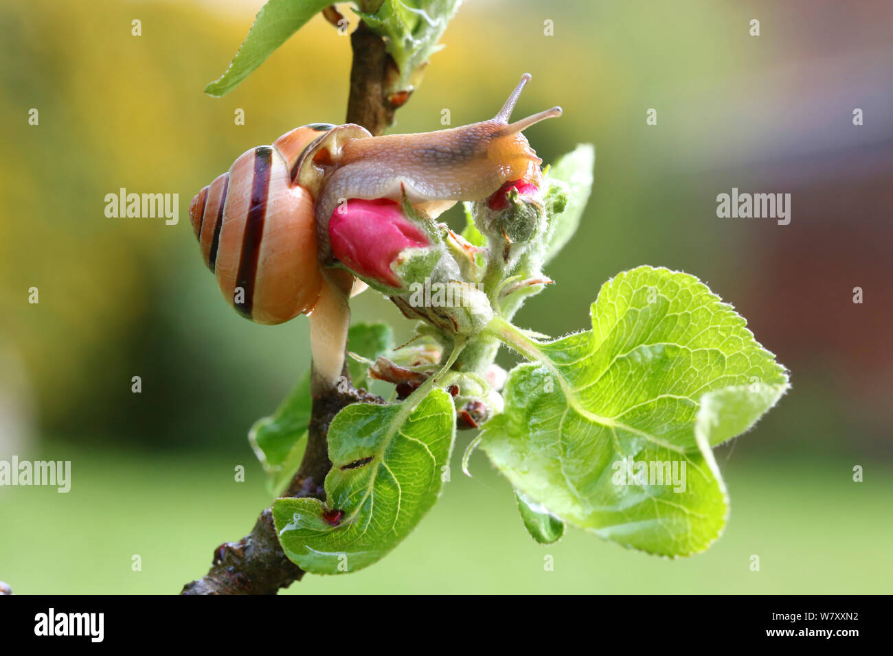Grove snail or brown lipped snail cepaea nemoralis hi-res stock ...