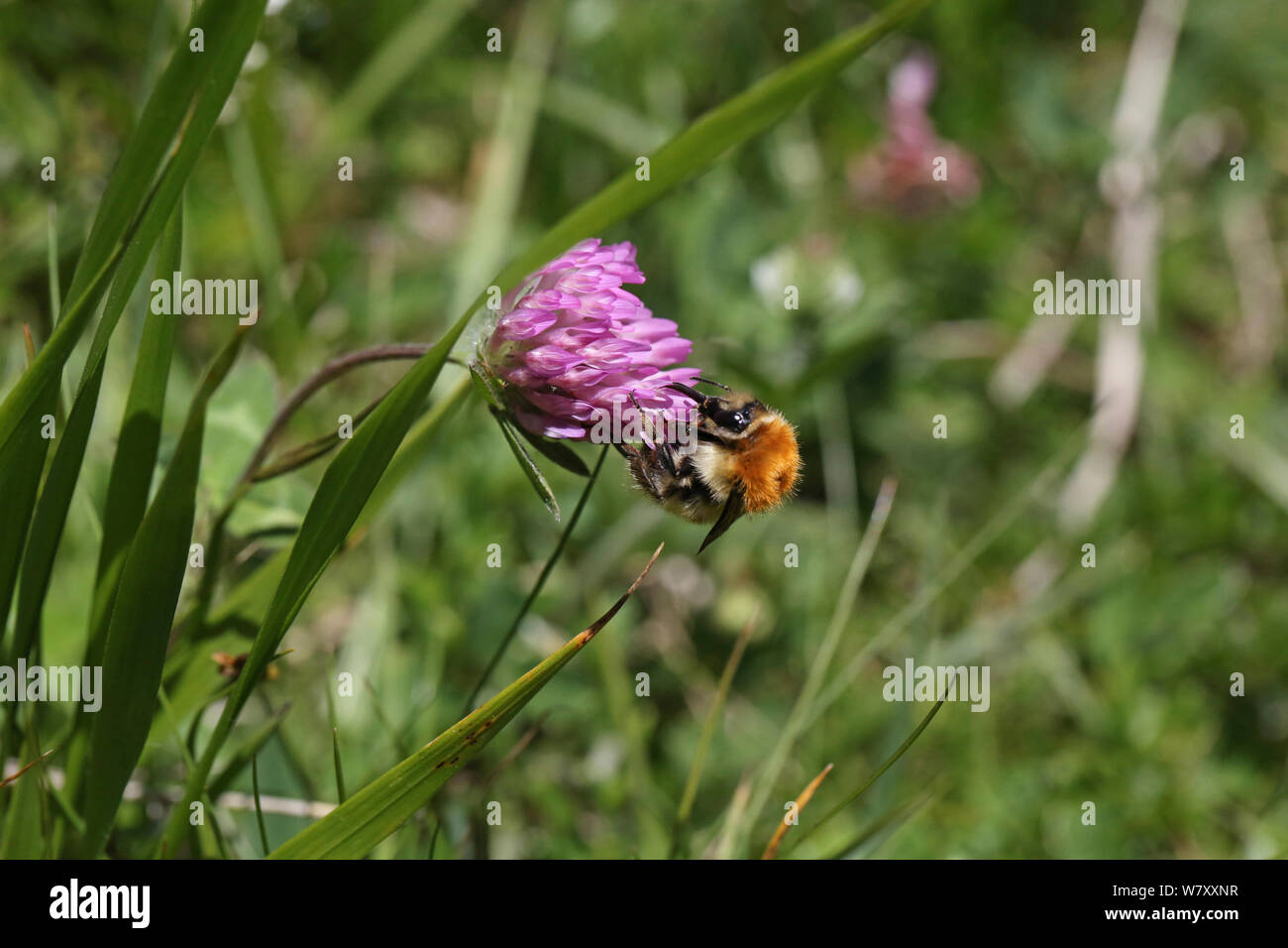 Red clover bee hi-res stock photography and images - Alamy