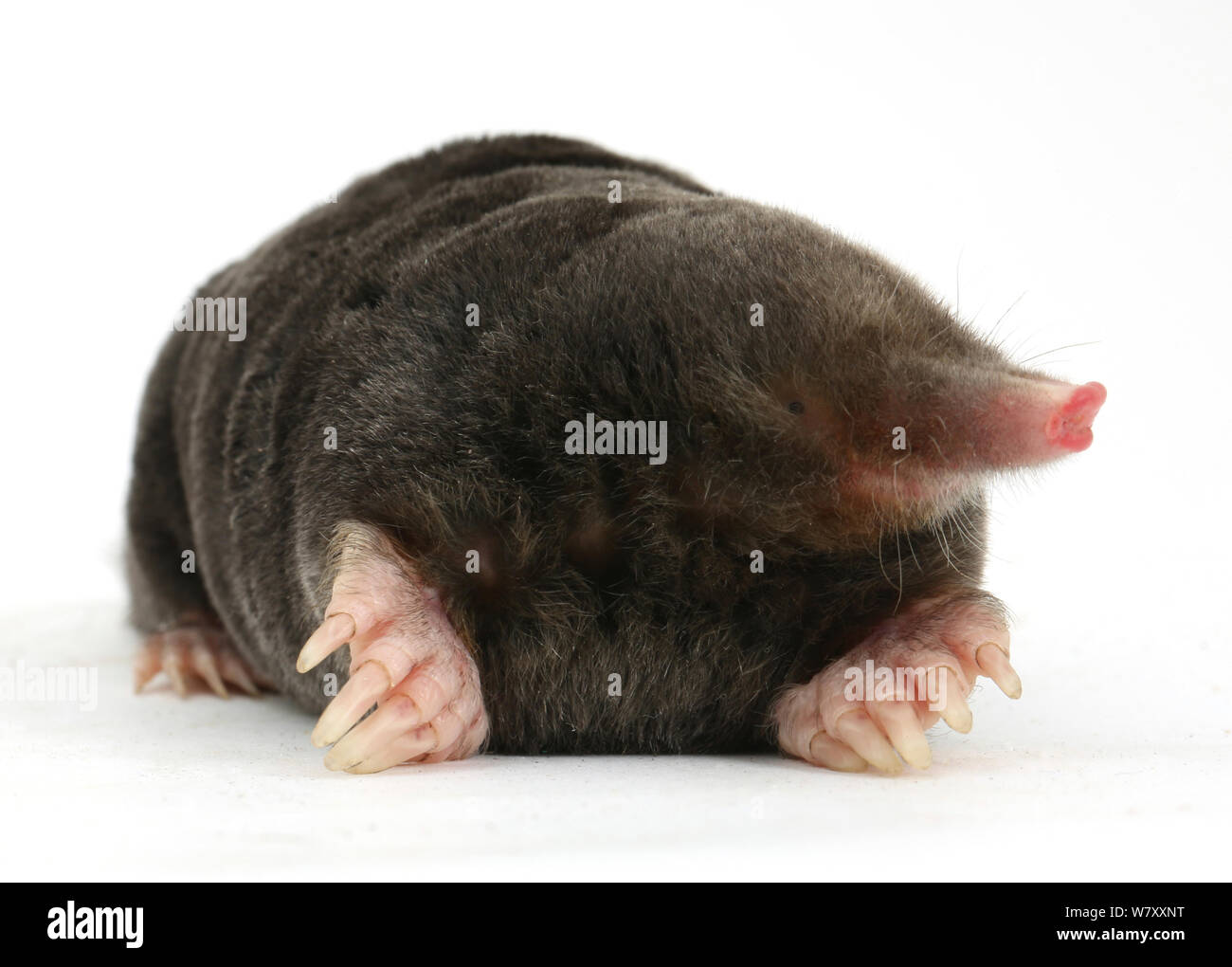 European mole (Talpa europaea) on white background. Captive, occurs in ...