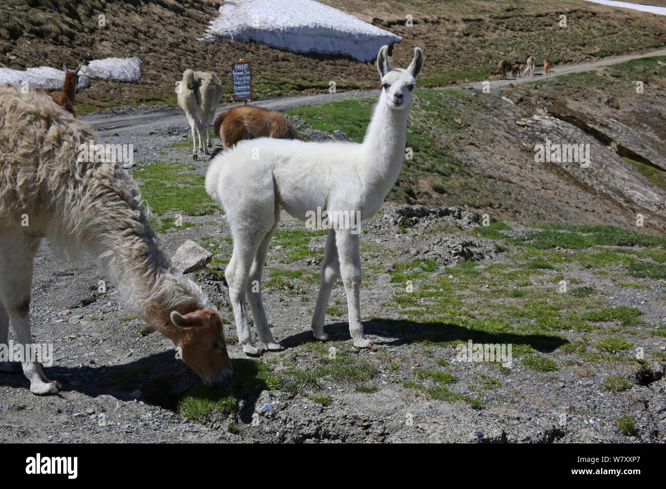 Llama babies hi-res stock photography and images - Alamy