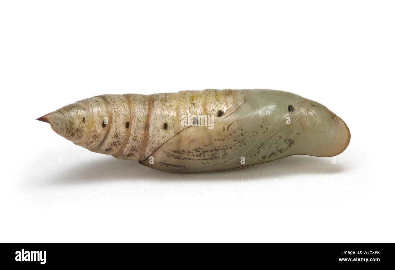 Humming bird hawk moth Cut Out Stock Images & Pictures - Alamy