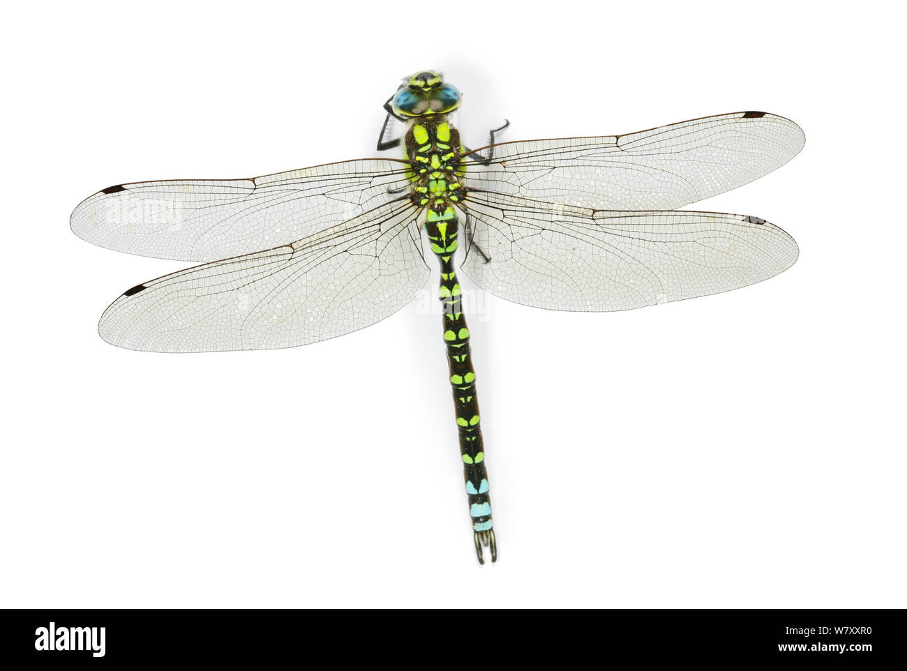 Dorsal view of dragonfly hi-res stock photography and images - Alamy