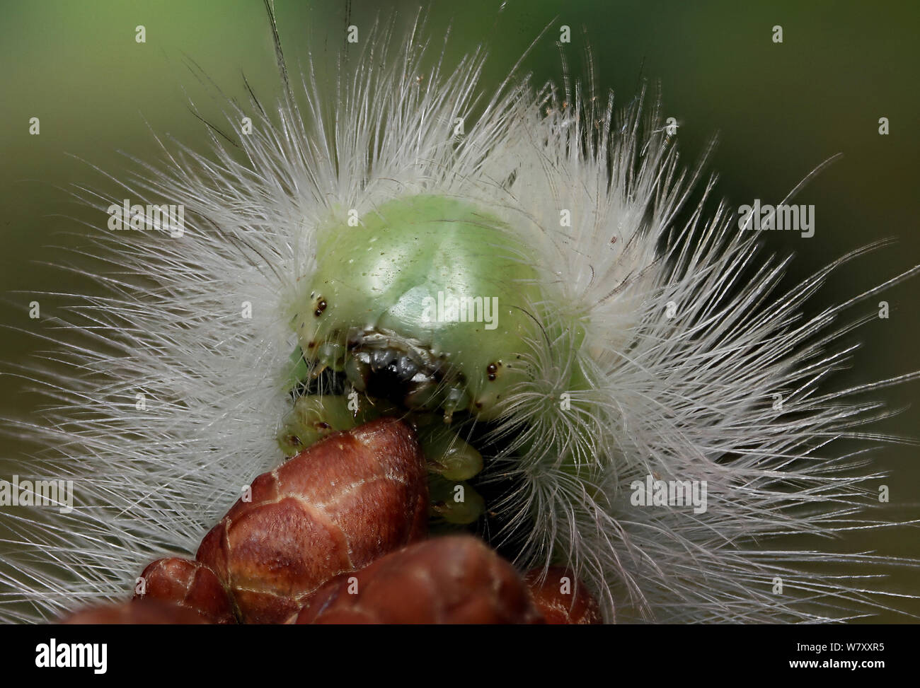 Pale tussock moth (Calliteara pudibunda) caterpillar. Surrey, England ...