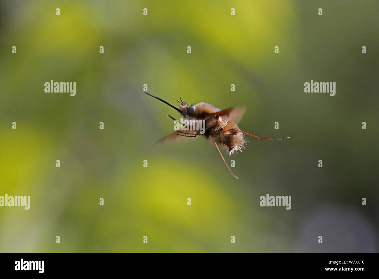 Bee fly (Bombylius major) male hovering, on the lookout for females ...