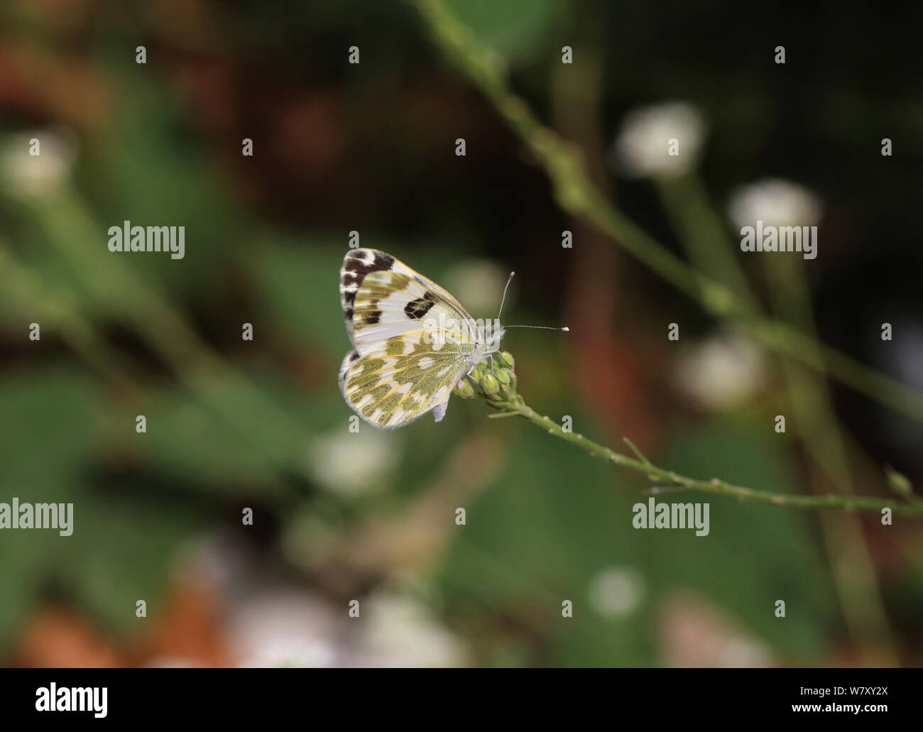 Eastern bath white butterfly (Pontia edusa) Bulgaria, July Stock Photo ...