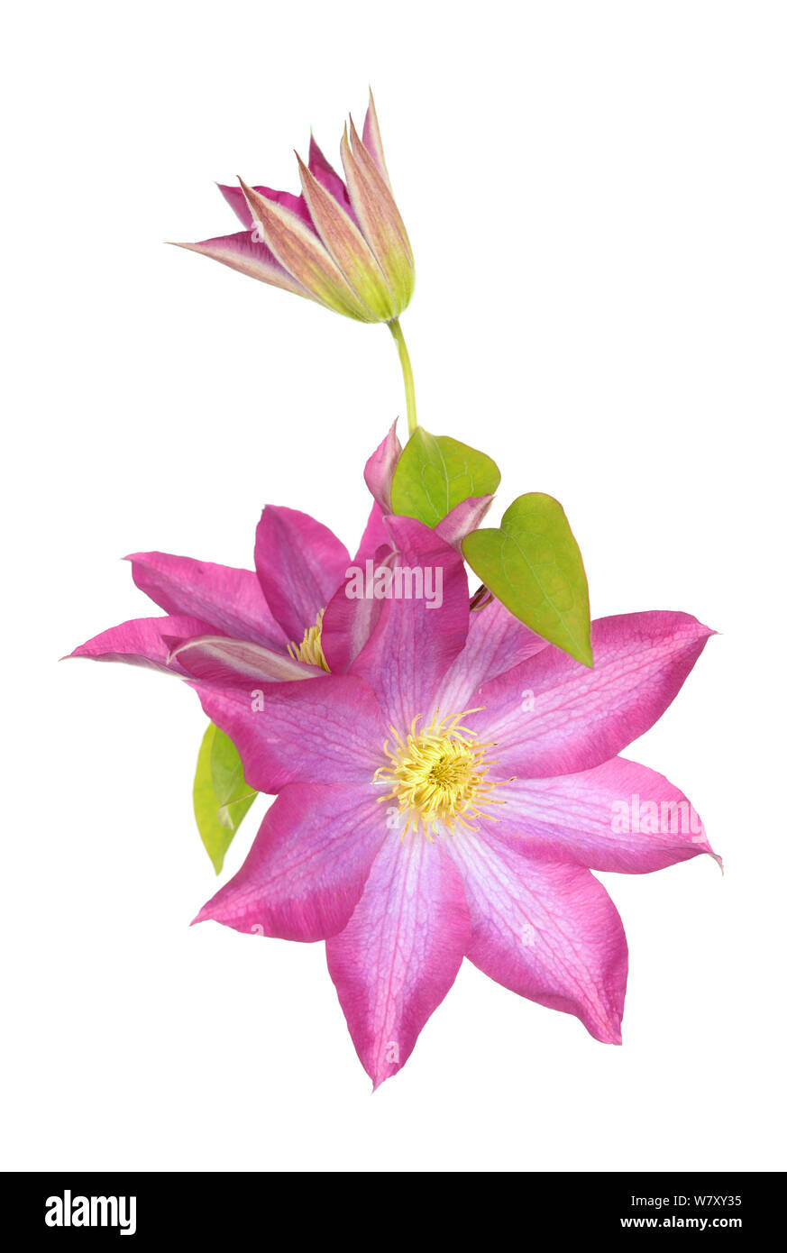 a bunch purple clematis isolated on white background Stock Photo - Alamy