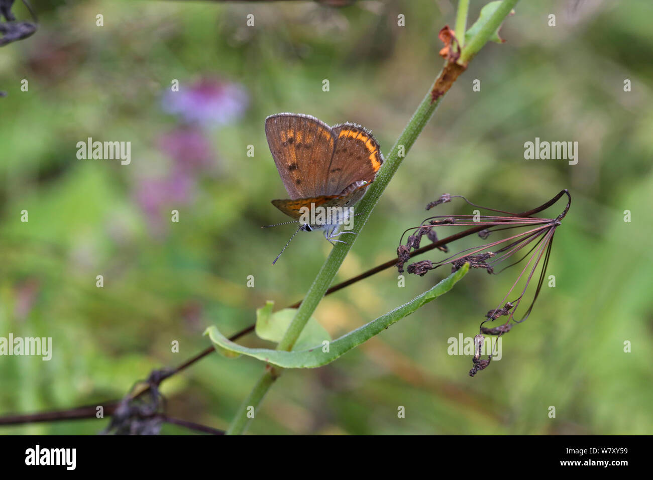 Scarce copper butterfly (Lycaena virgaureae) female, Bulgaria, July ...