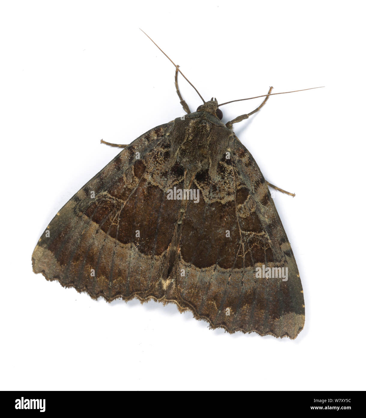 Old Lady Moth High Resolution Stock Photography and Images - Alamy