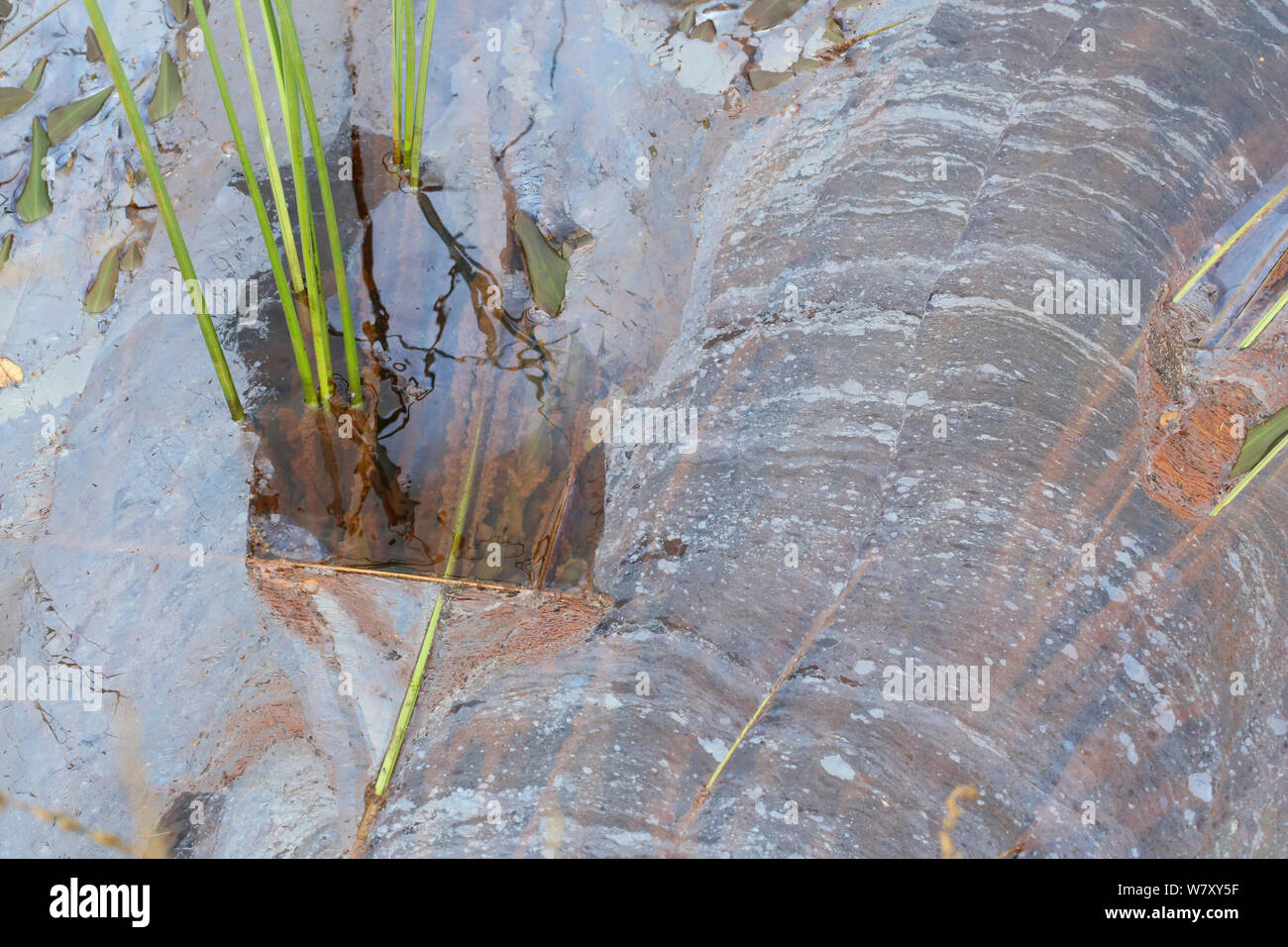Bacterial scum on slow flowing peaty water, Surrey, England, September ...