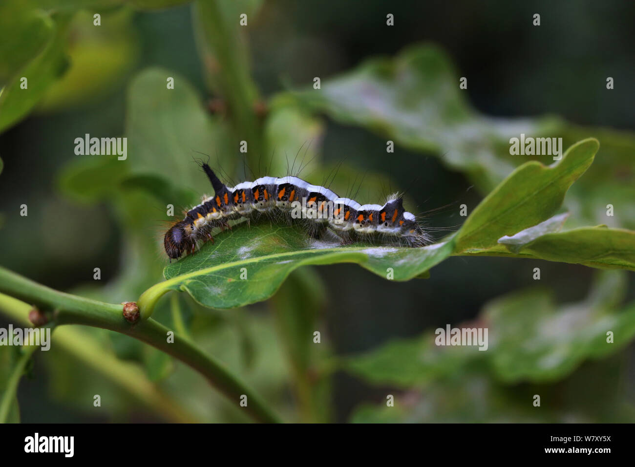 Grey dagger moth (Acronicta psi) caterpillar, Surrey, England ...