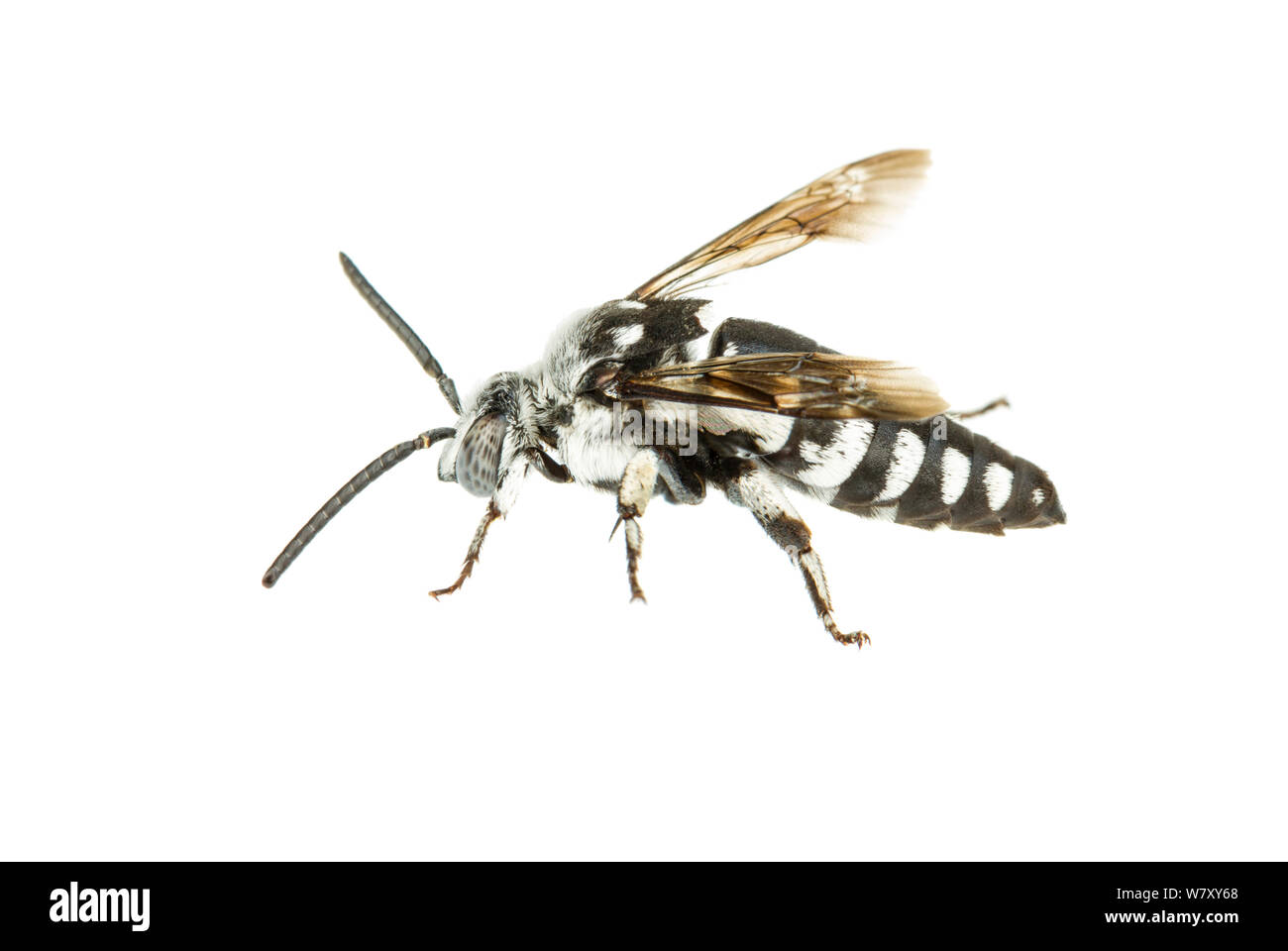 Cuckoo Bee Identification