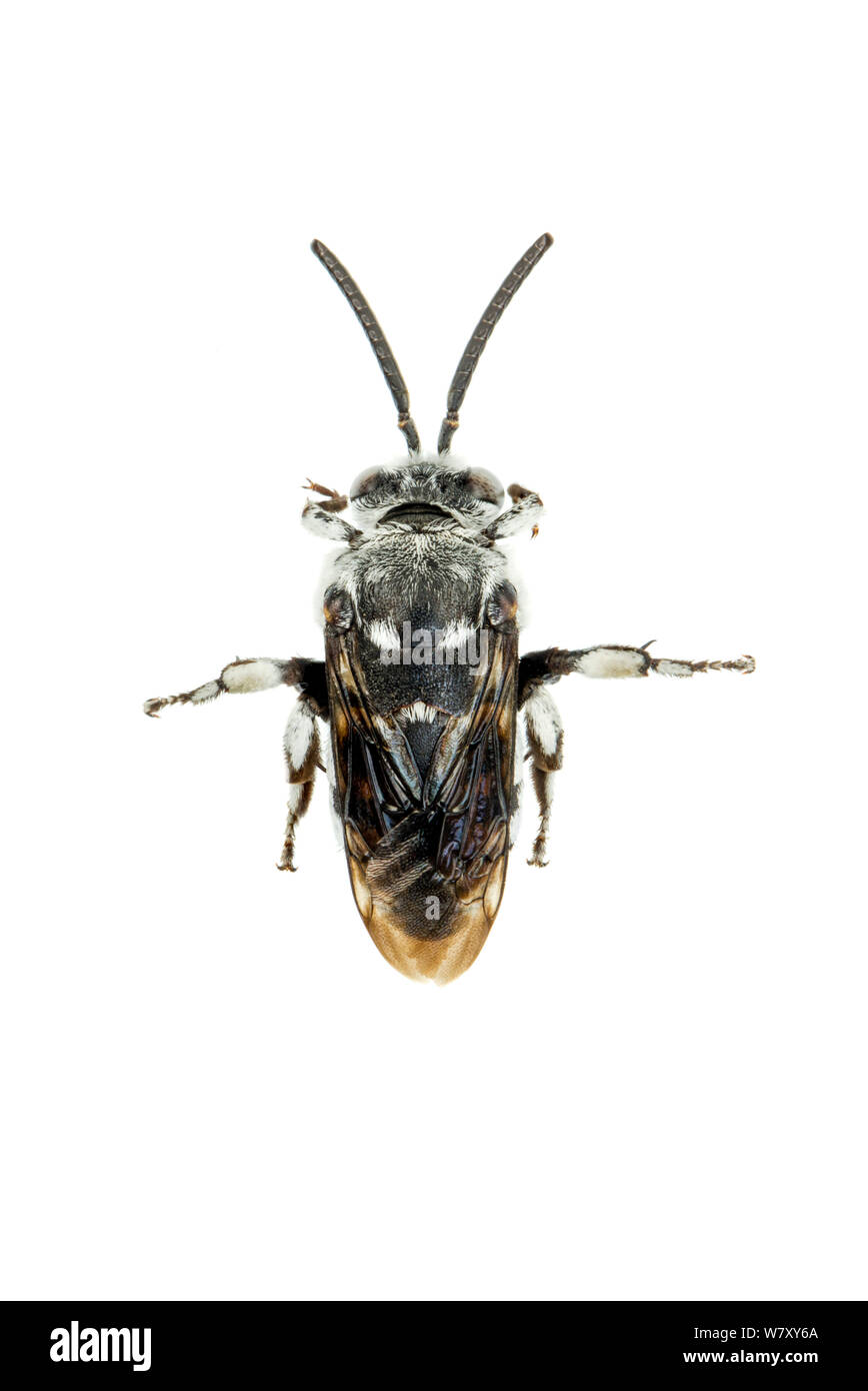 Cuckoo Bee Identification