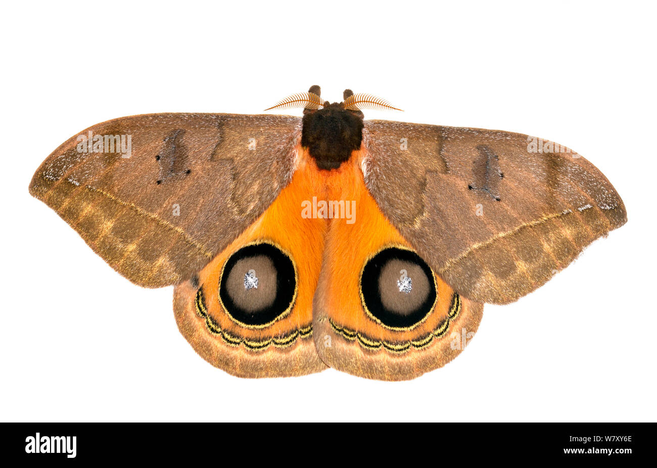 Moth lepidoptera ecuador hi-res stock photography and images - Alamy