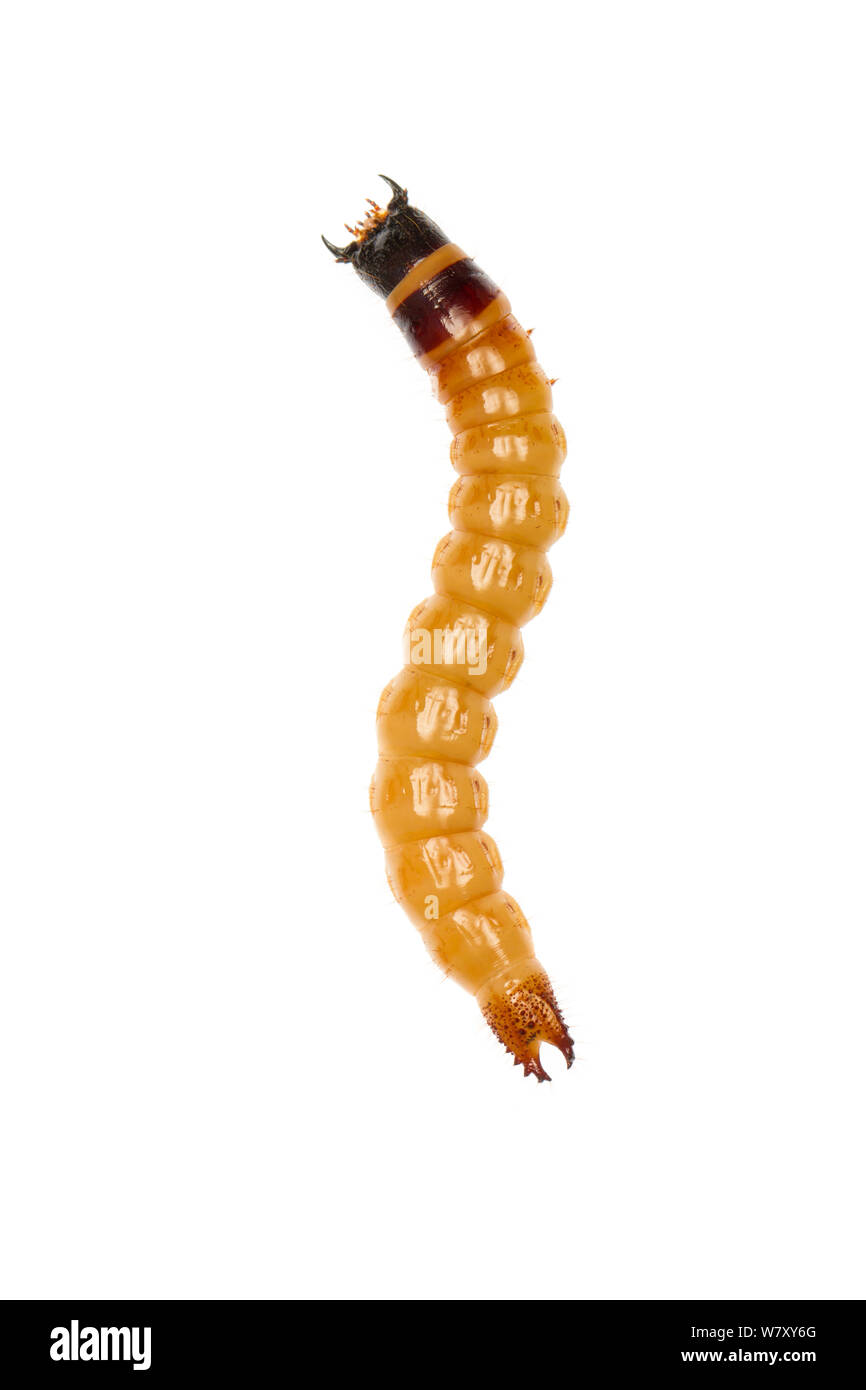 Headlight Elater (Pyrophorus noctilucus) larva, Bilsa nature reserve ...