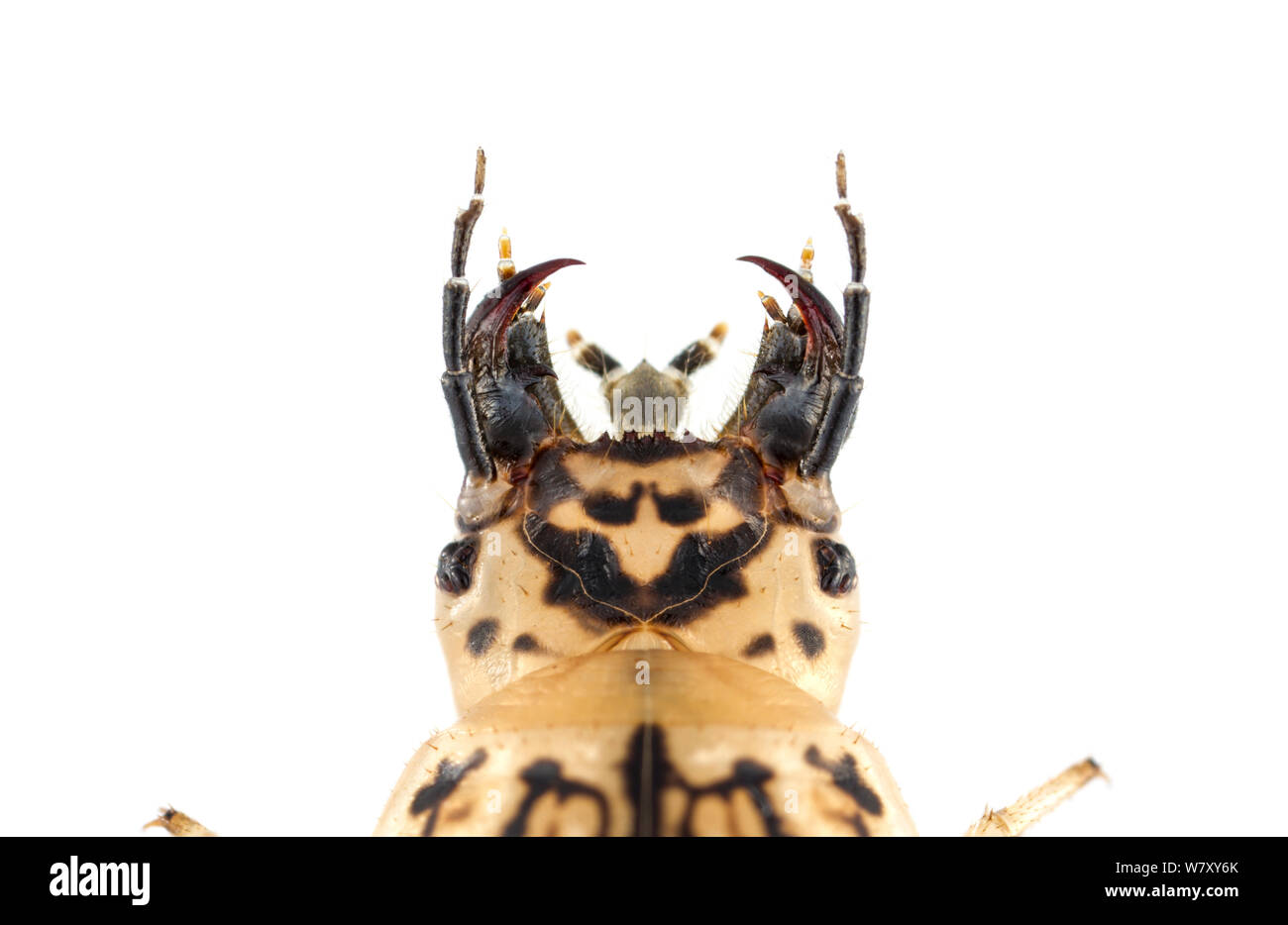 Epomis beetle larva hi-res stock photography and images - Alamy