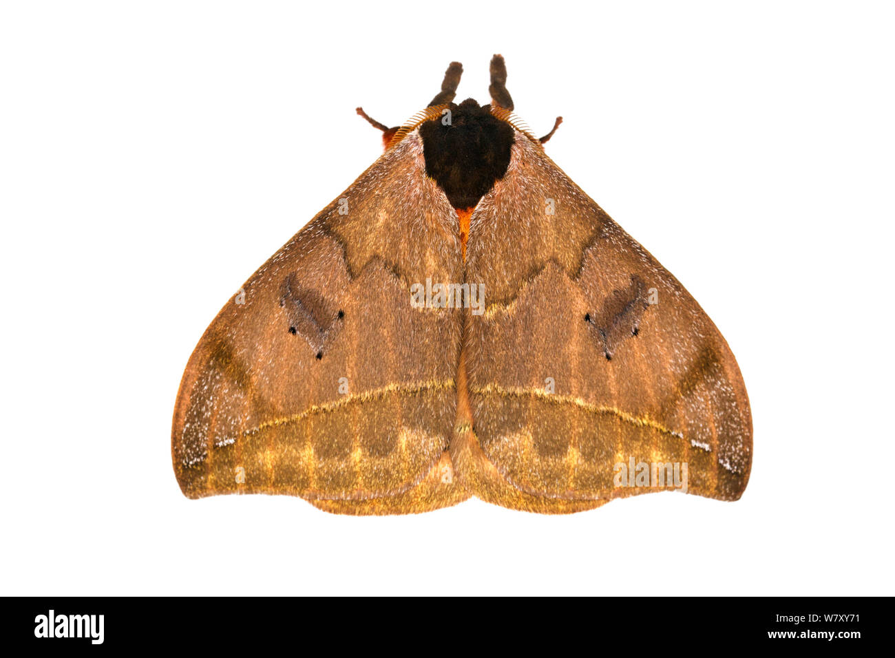 Moth lepidoptera ecuador hi-res stock photography and images - Alamy