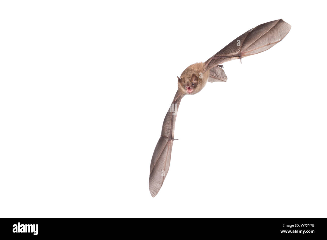 Myotis emarginatus Cut Out Stock Images & Pictures - Alamy